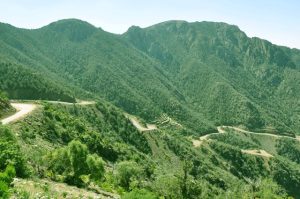 Vegetation of Saudi Arabia in a nutshell – Flora of Saudi Arabia