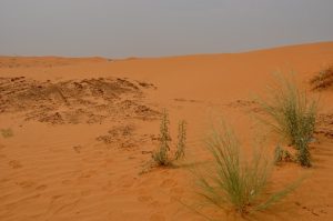 Deserts In Saudi Arabia – Flora of Saudi Arabia