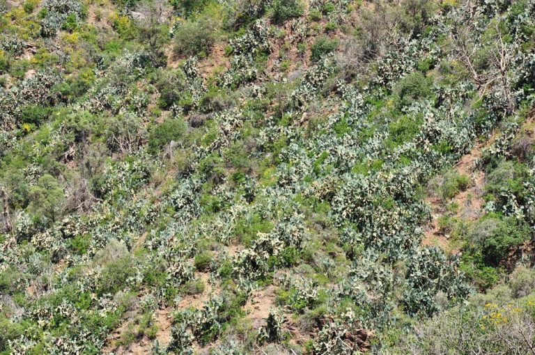 Invasive Species – Flora of Saudi Arabia