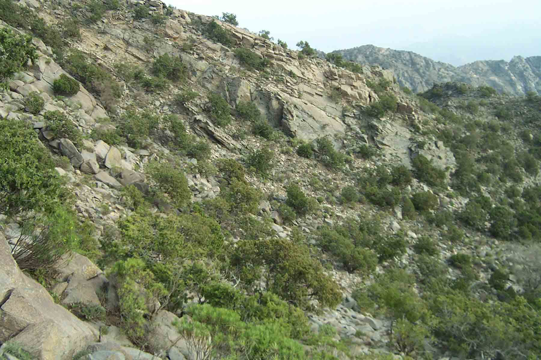 Vegetation – Flora of Saudi Arabia