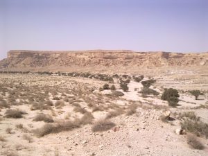 Central Region/Najd Area – Flora of Saudi Arabia