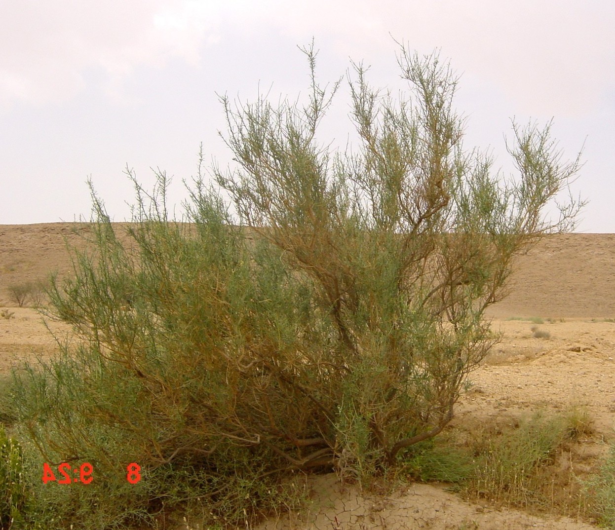 Central Region/Najd Area – Flora of Saudi Arabia