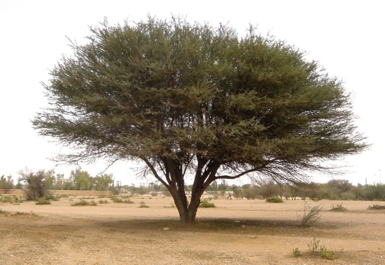 Central Region/Najd Area – Flora of Saudi Arabia