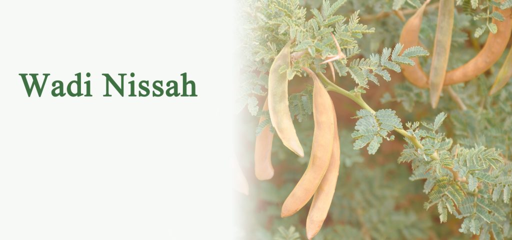 Wadi Nissah – Flora of Saudi Arabia