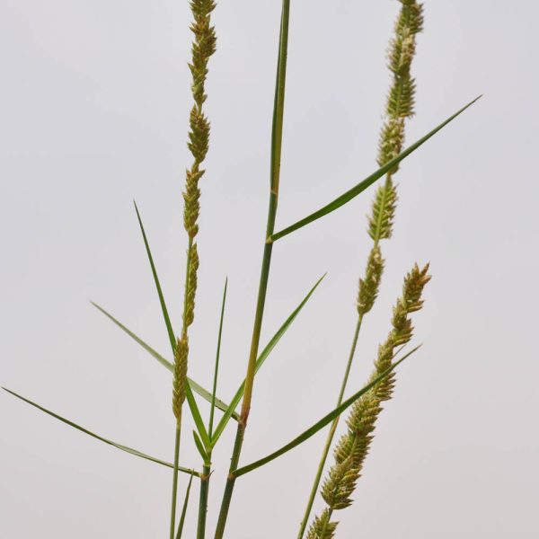 Poaceae – Flora of Saudi Arabia