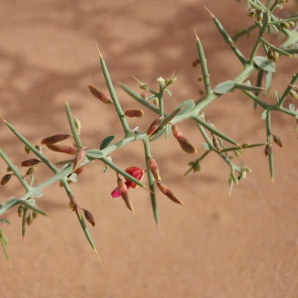 Leguminosae – Flora of Saudi Arabia