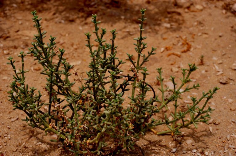 Amaranthaceae – Flora of Saudi Arabia