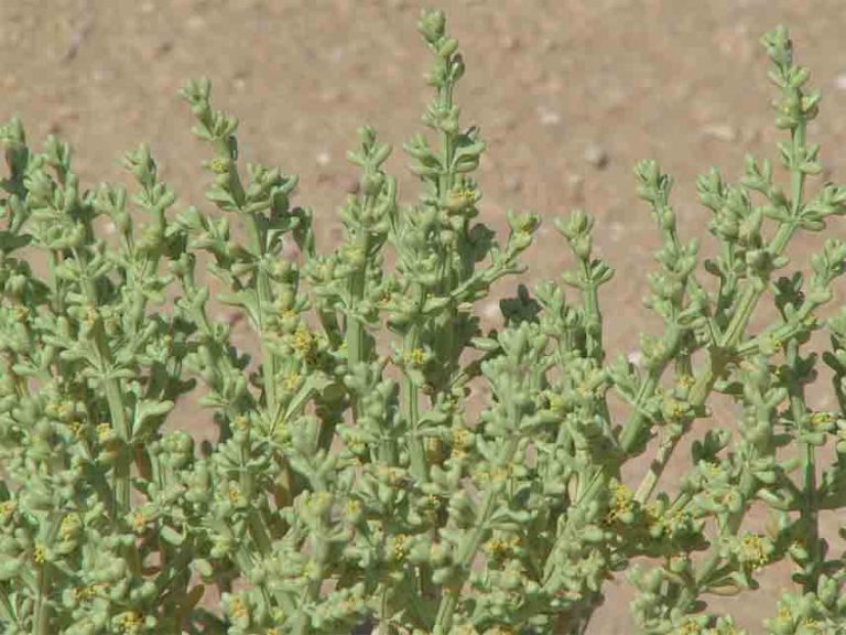 Sabkhas – Flora of Saudi Arabia