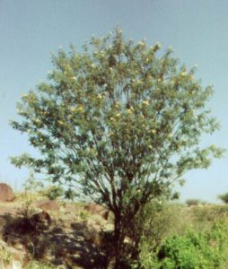Asir – Flora of Saudi Arabia