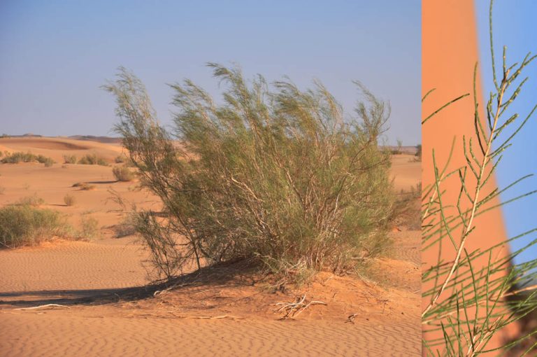 Amaranthaceae – Flora of Saudi Arabia