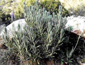 Asir – Flora of Saudi Arabia