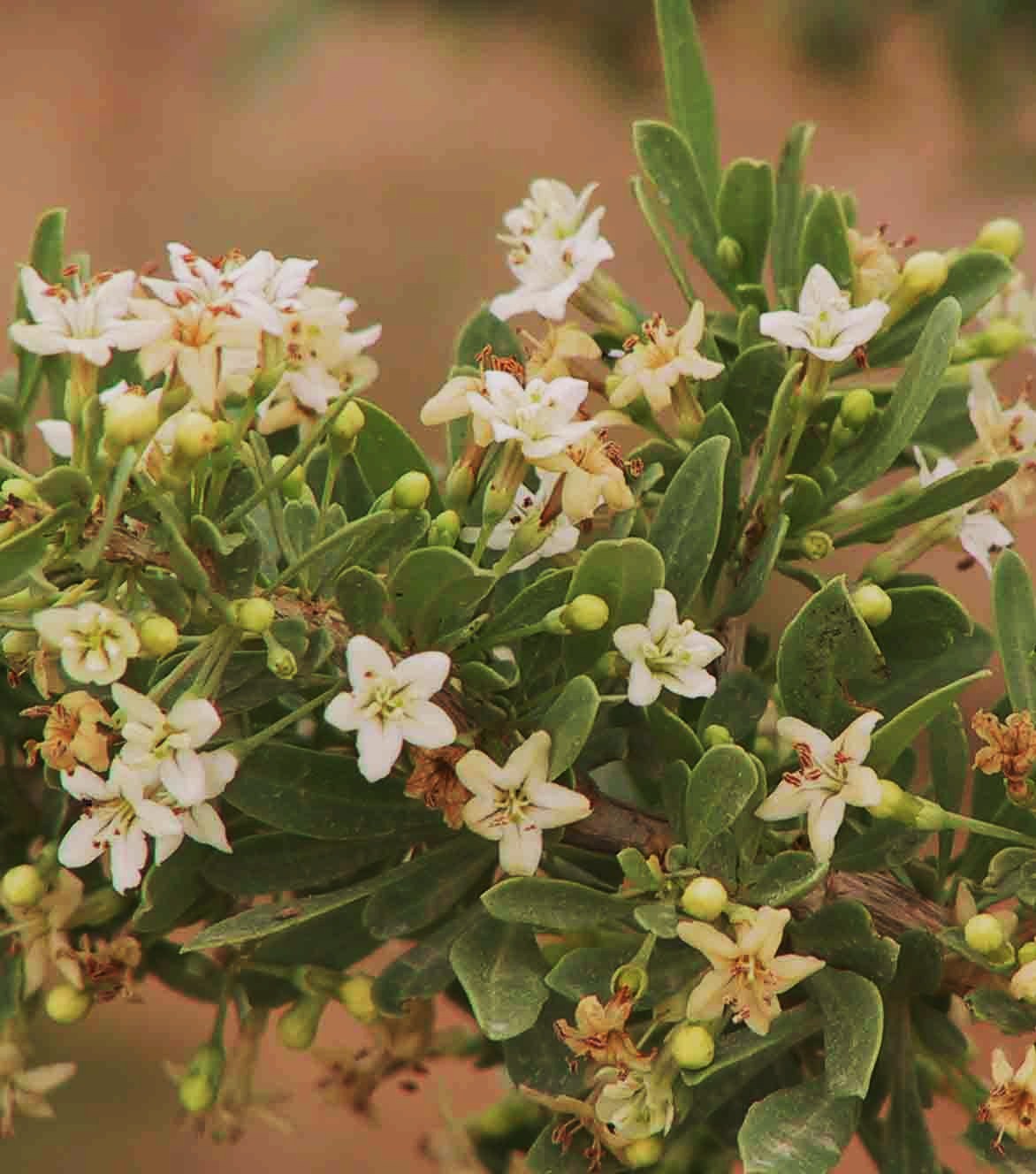 Central Region/Najd Area – Flora of Saudi Arabia