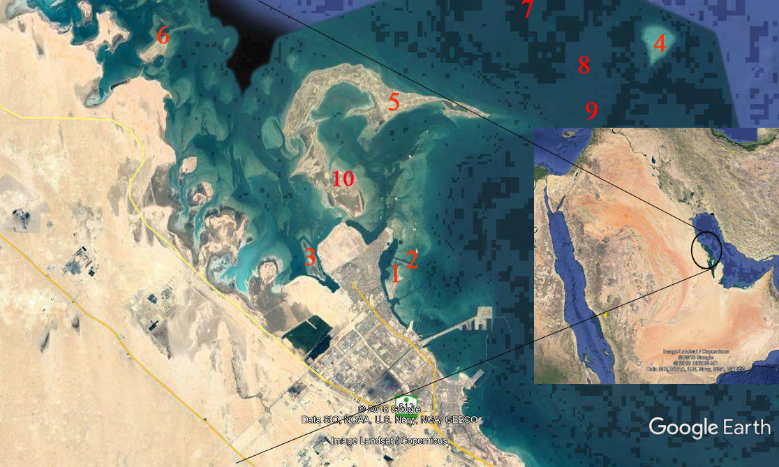Arabian Gulf Islands – Flora of Saudi Arabia
