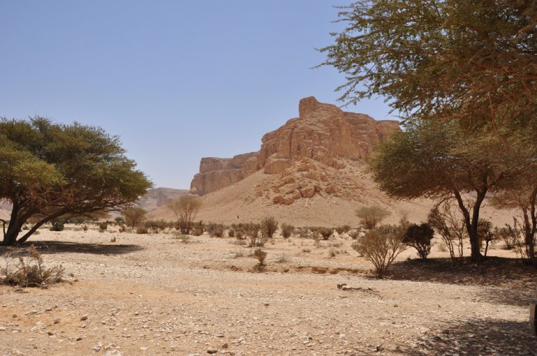 Wadi Nissah – Flora of Saudi Arabia