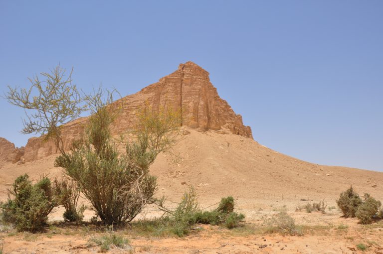 Wadi Nissah – Flora of Saudi Arabia