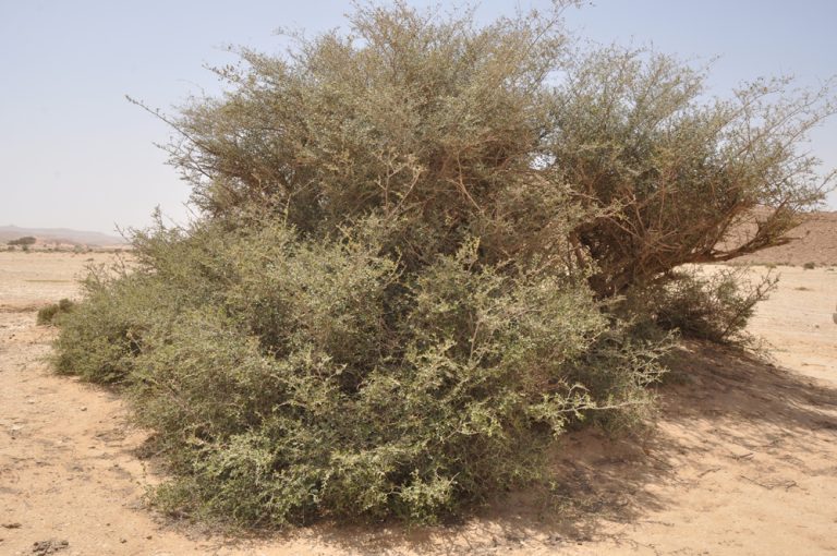 Central Region/Najd Area – Flora of Saudi Arabia